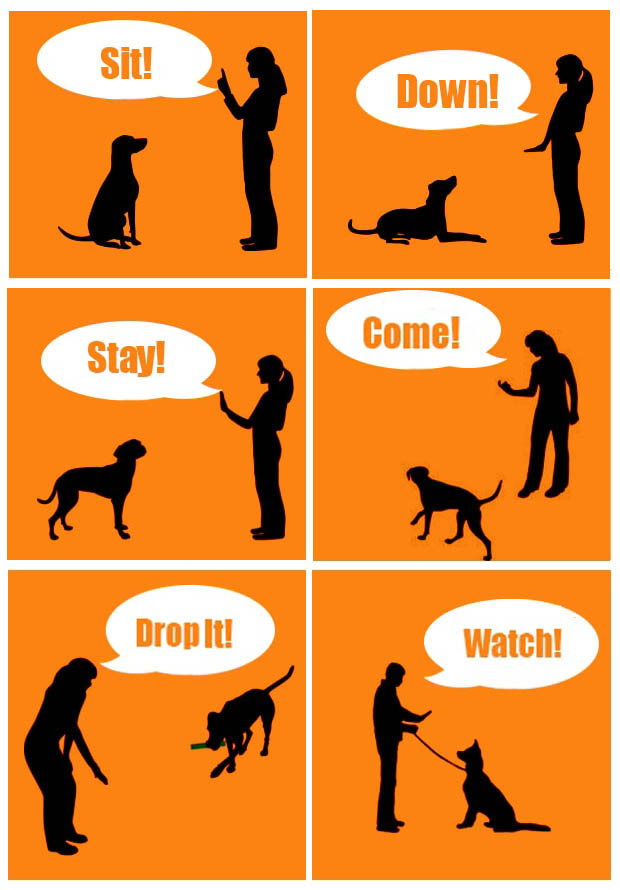 Dog commands | Könnyen Gyorsan Angolul